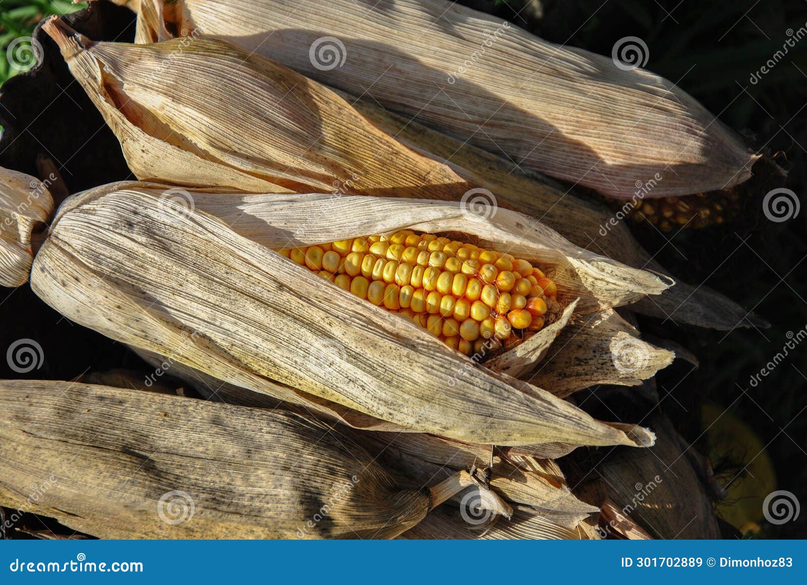 Mature Heads of Corn in Dry Skins Stock Image - Image of organic, field ...