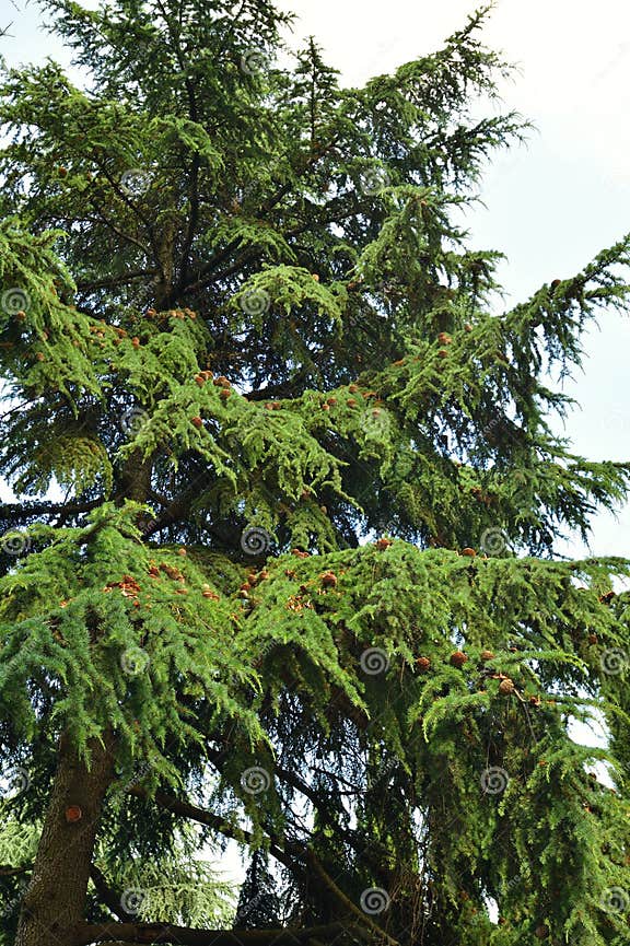 Mature Himalayan Cedar Tree with a Cones Stock Photo - Image of ...