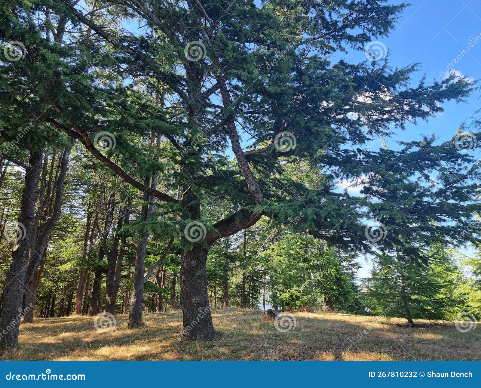 Mature Himalayan Cedar Trees in a Forest Stock Photo - Image of clouds ...