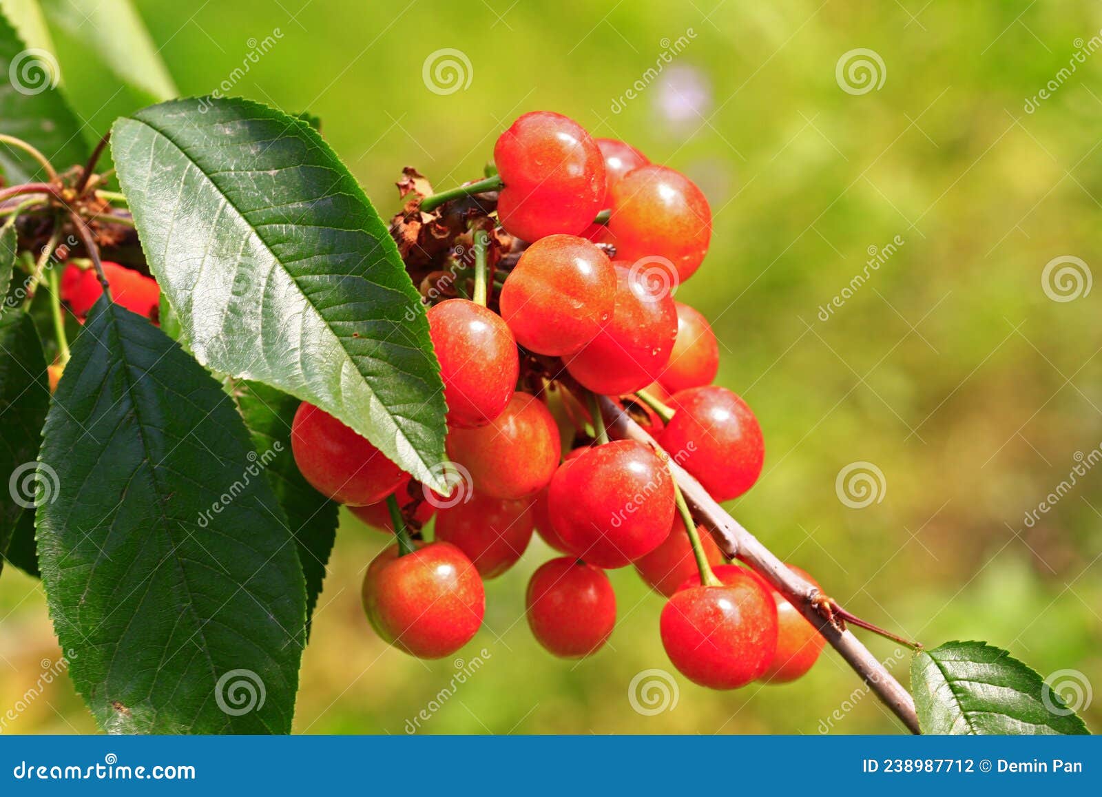 Mature Large Cherry Hanging in a Tree Stock Photo - Image of elegance ...