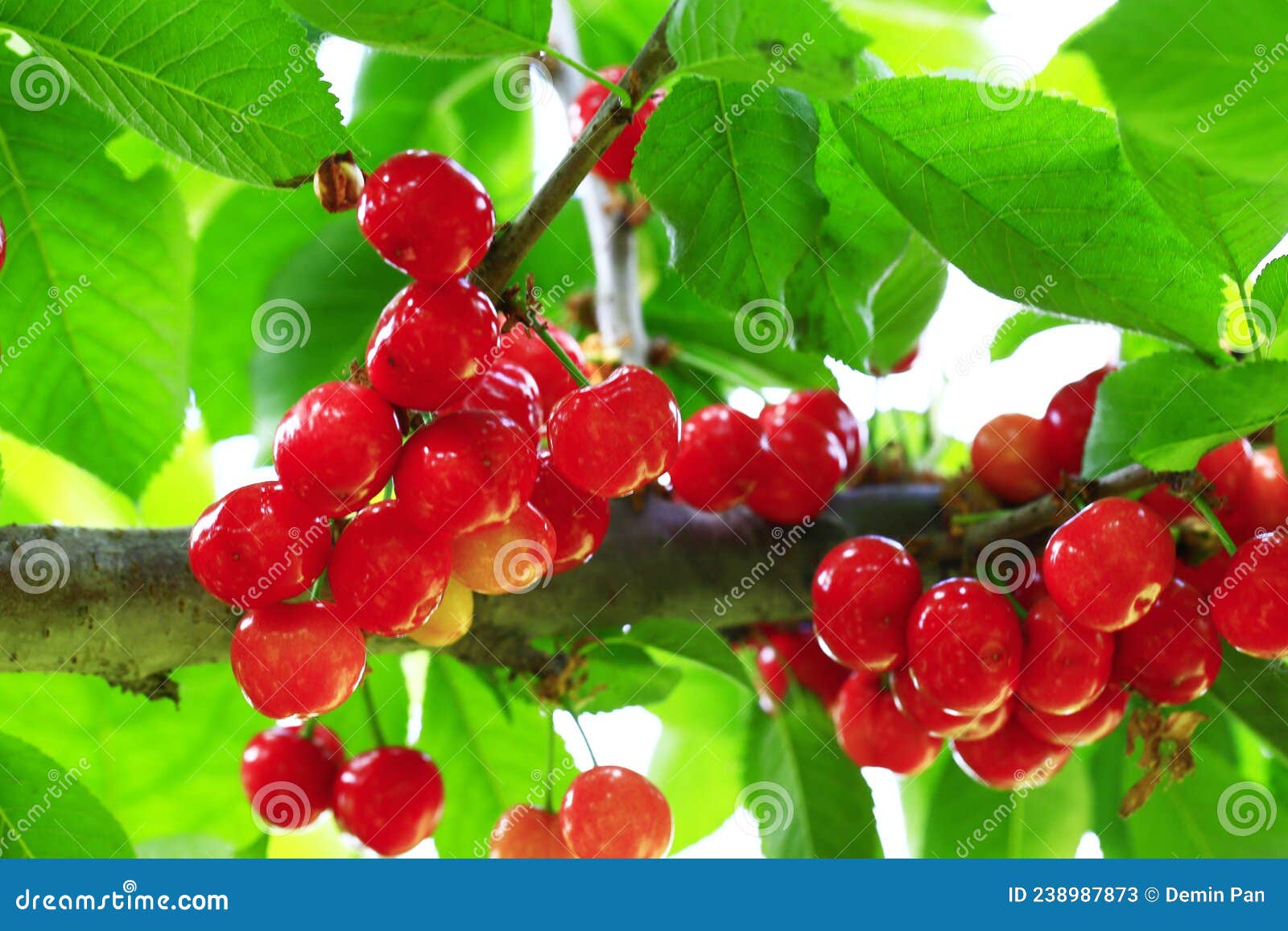 Mature Large Cherry Hanging in a Tree Stock Image - Image of growth ...
