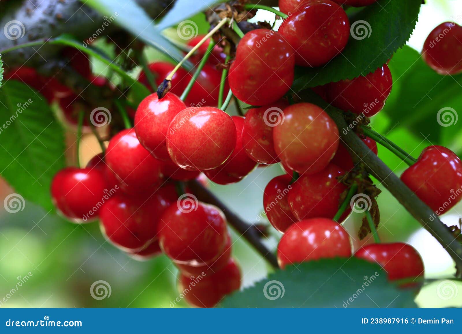 Mature Large Cherry Hanging in a Tree Stock Photo - Image of bright ...