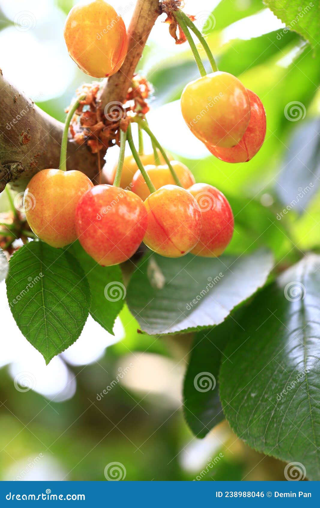 Mature Large Cherry Hanging in a Tree Stock Photo - Image of beautiful ...