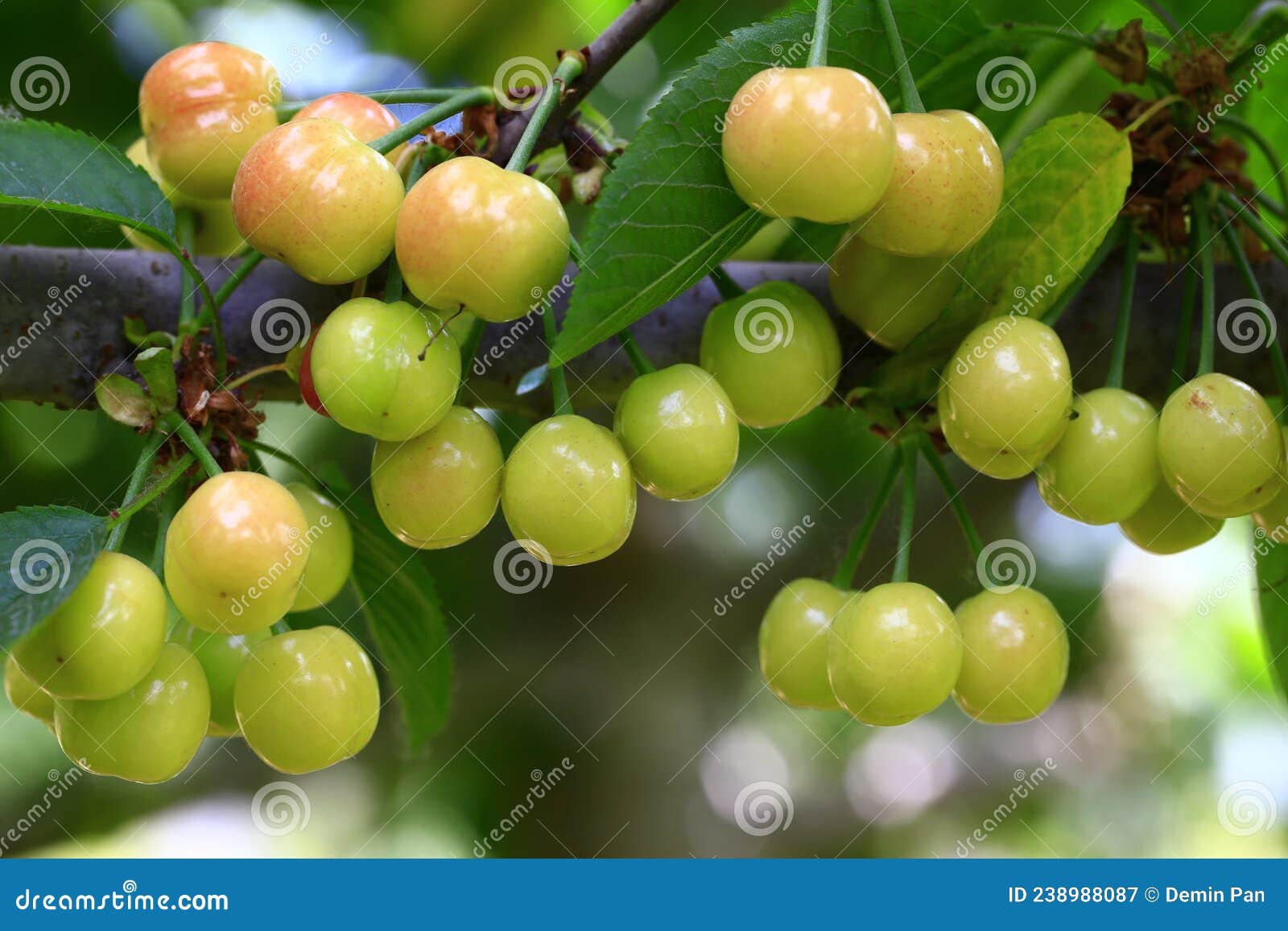 Mature Large Cherry Hanging in a Tree Stock Image - Image of ...