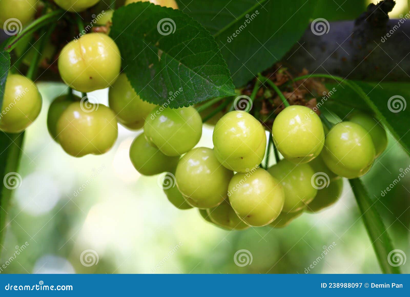 Mature Large Cherry Hanging in a Tree Stock Image - Image of indulgence ...