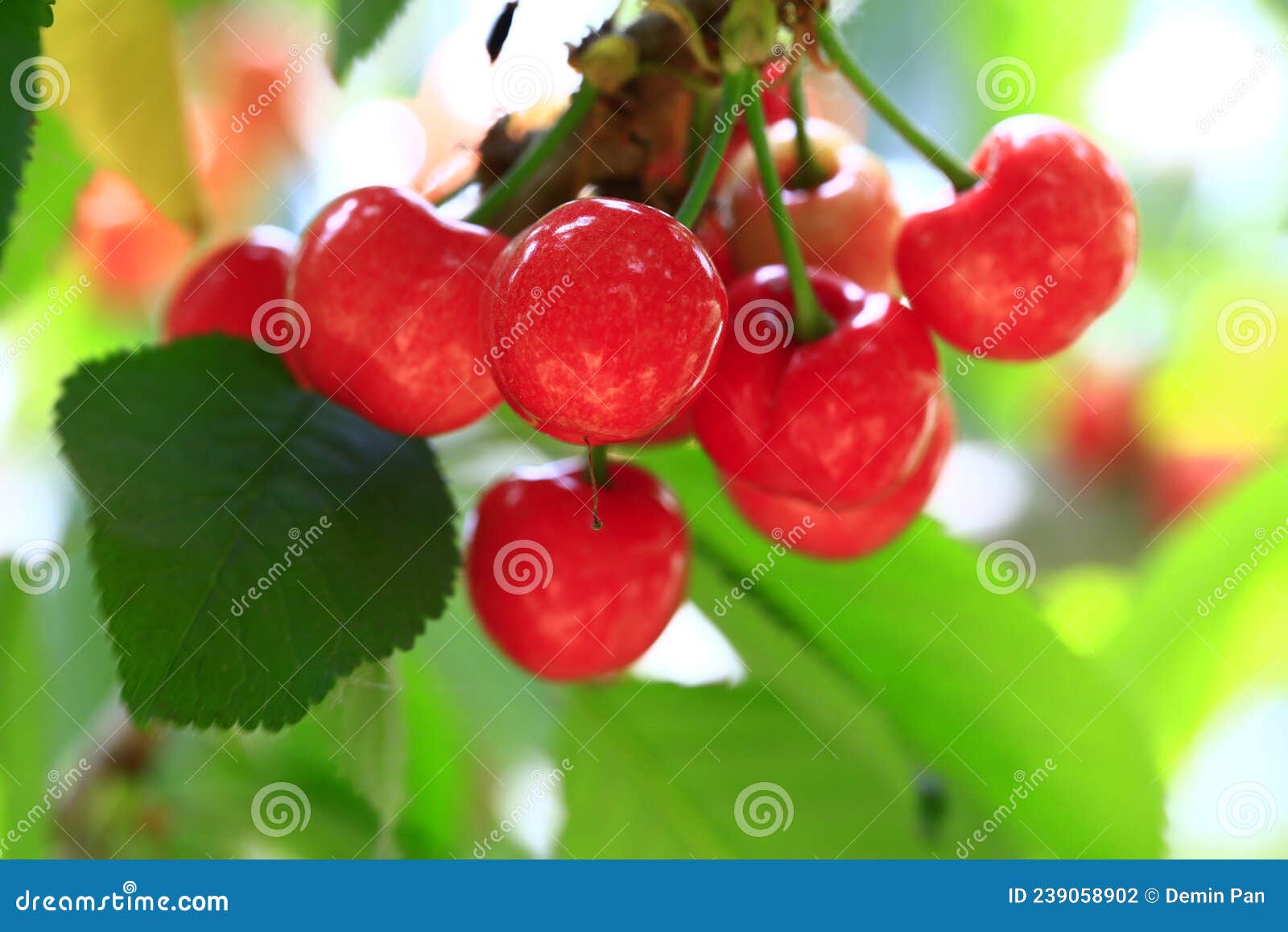Mature Large Cherry Hanging in a Tree Stock Photo - Image of organic ...
