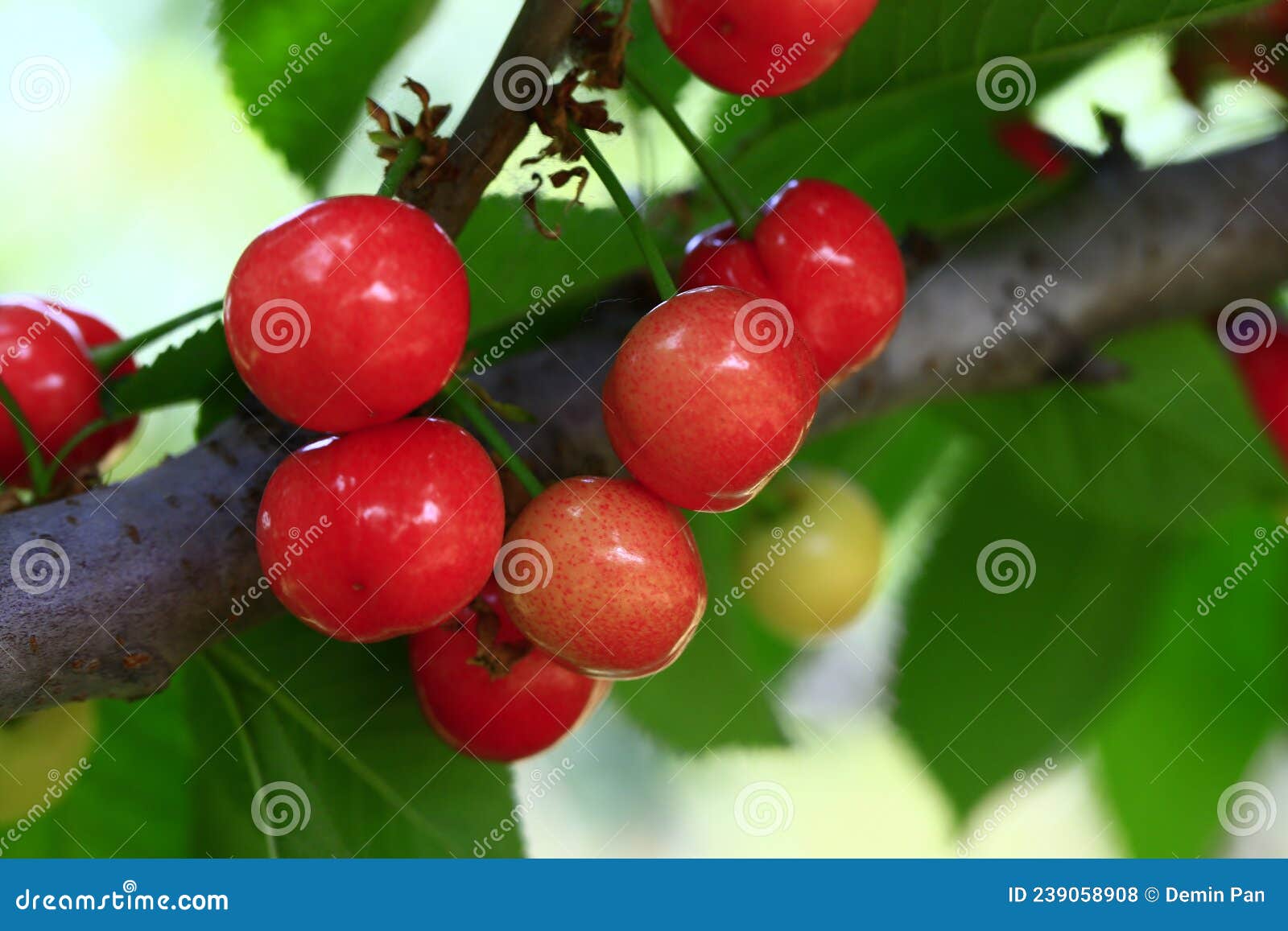 Mature Large Cherry Hanging in a Tree Stock Photo - Image of mature ...