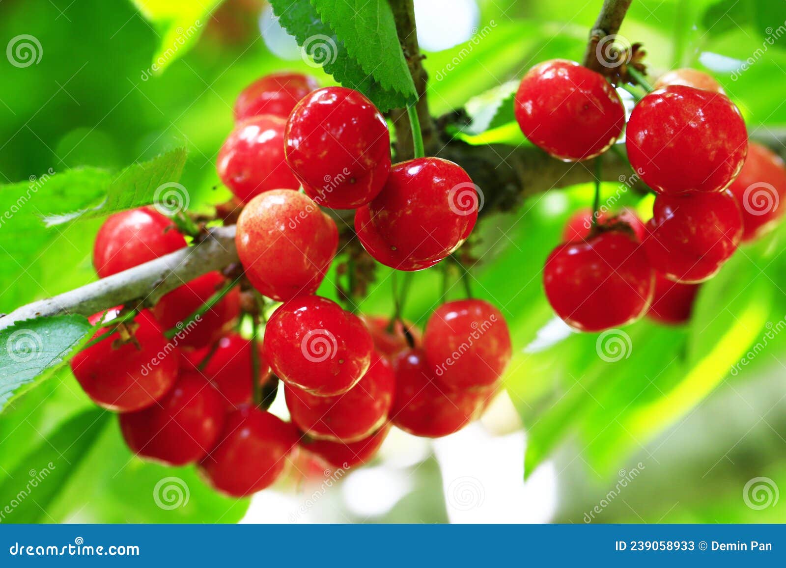 Mature Large Cherry Hanging in a Tree Stock Image - Image of season ...