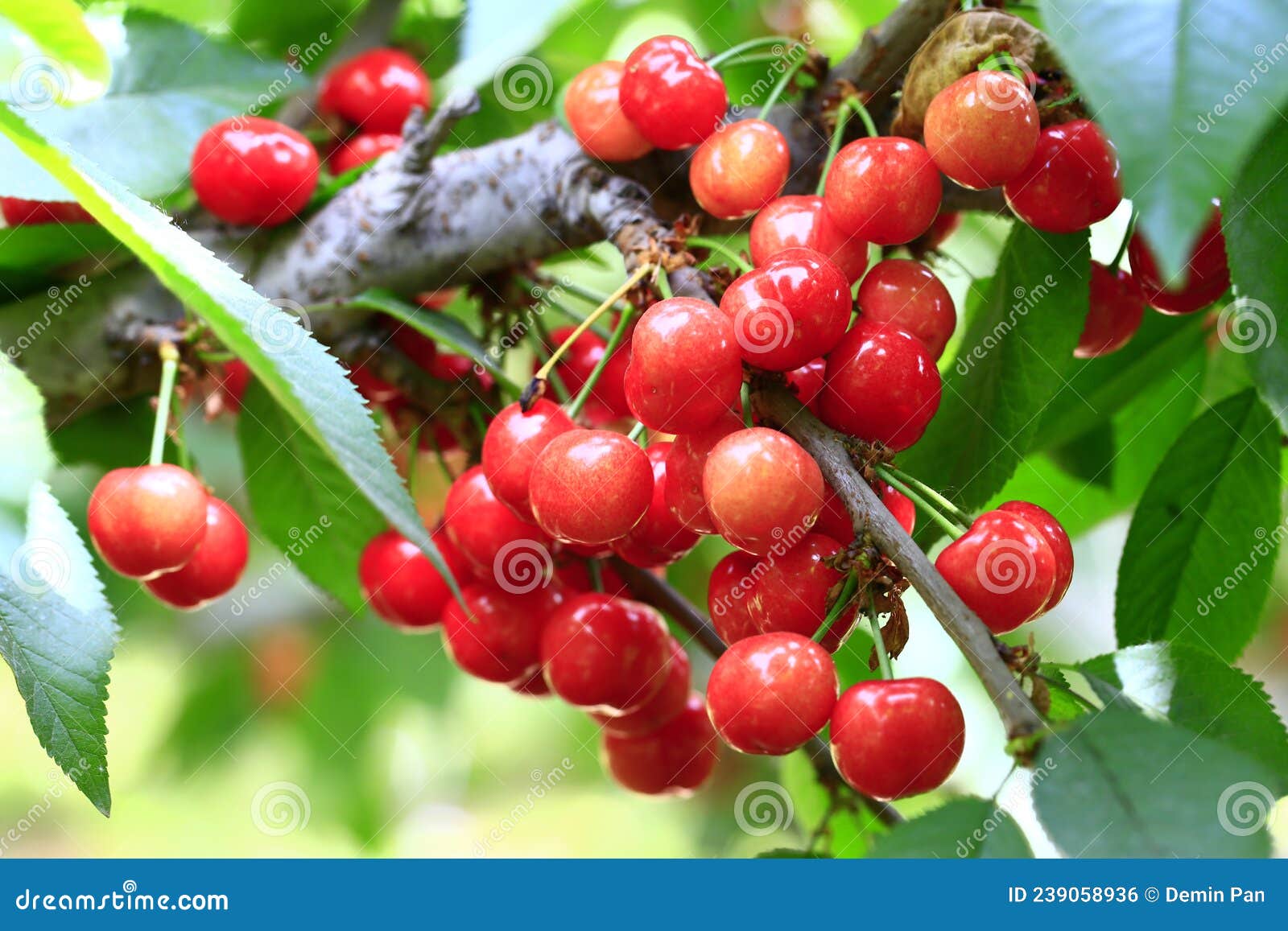 Mature Large Cherry Hanging in a Tree Stock Photo - Image of bush, diet ...
