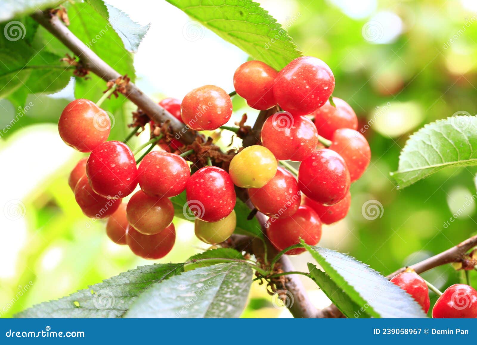 Mature Large Cherry Hanging in a Tree Stock Image - Image of diet ...