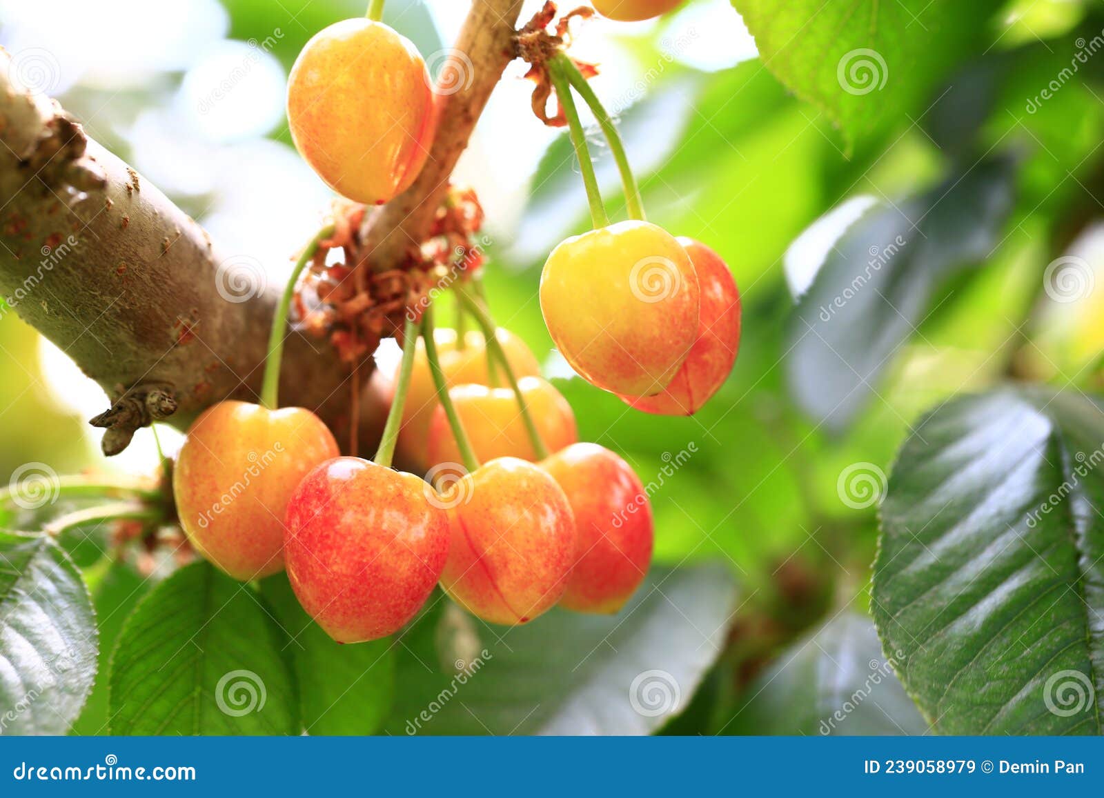 Mature Large Cherry Hanging in a Tree Stock Image - Image of acid ...