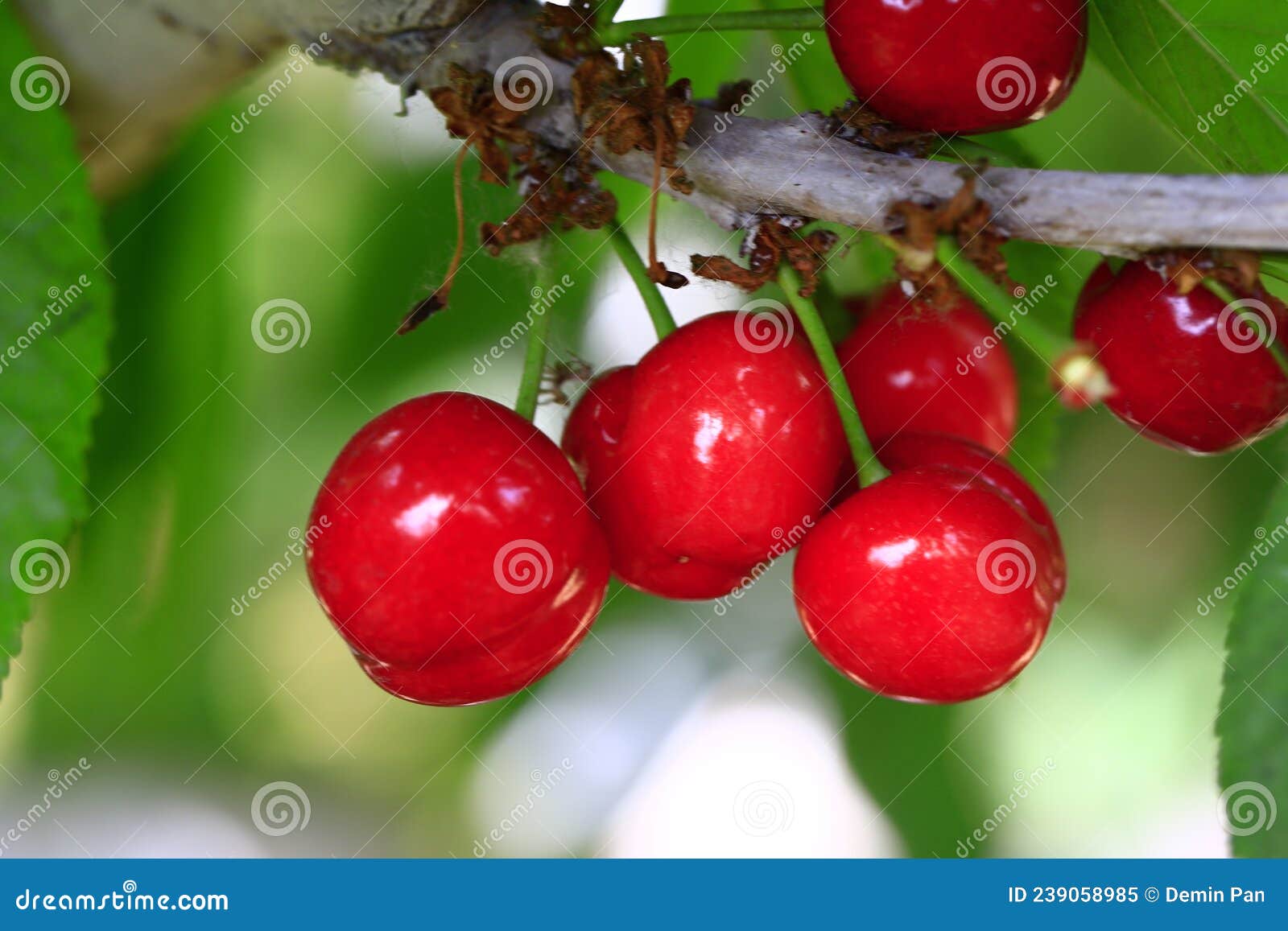 Mature Large Cherry Hanging in a Tree Stock Image - Image of bush ...