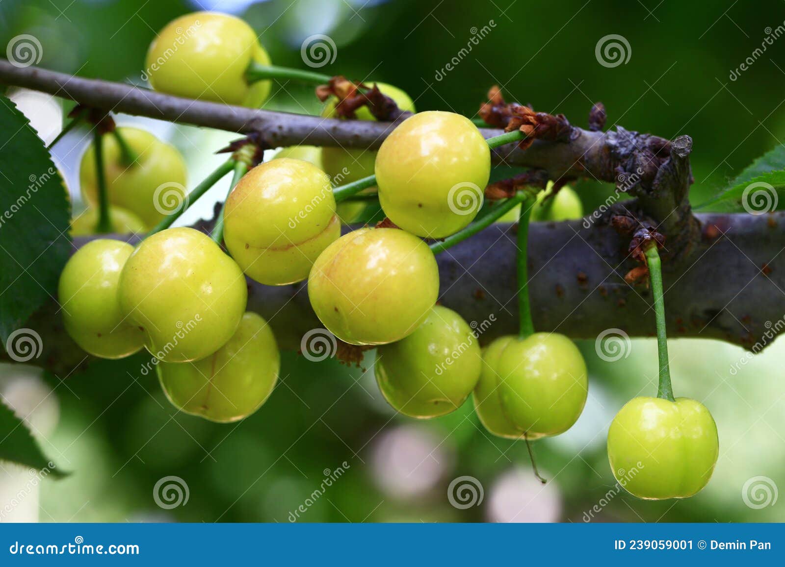 Mature Large Cherry Hanging in a Tree Stock Image - Image of growth ...