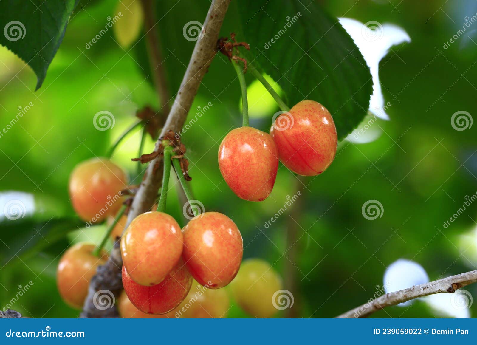 Mature Large Cherry Hanging in a Tree Stock Photo - Image of beautiful ...