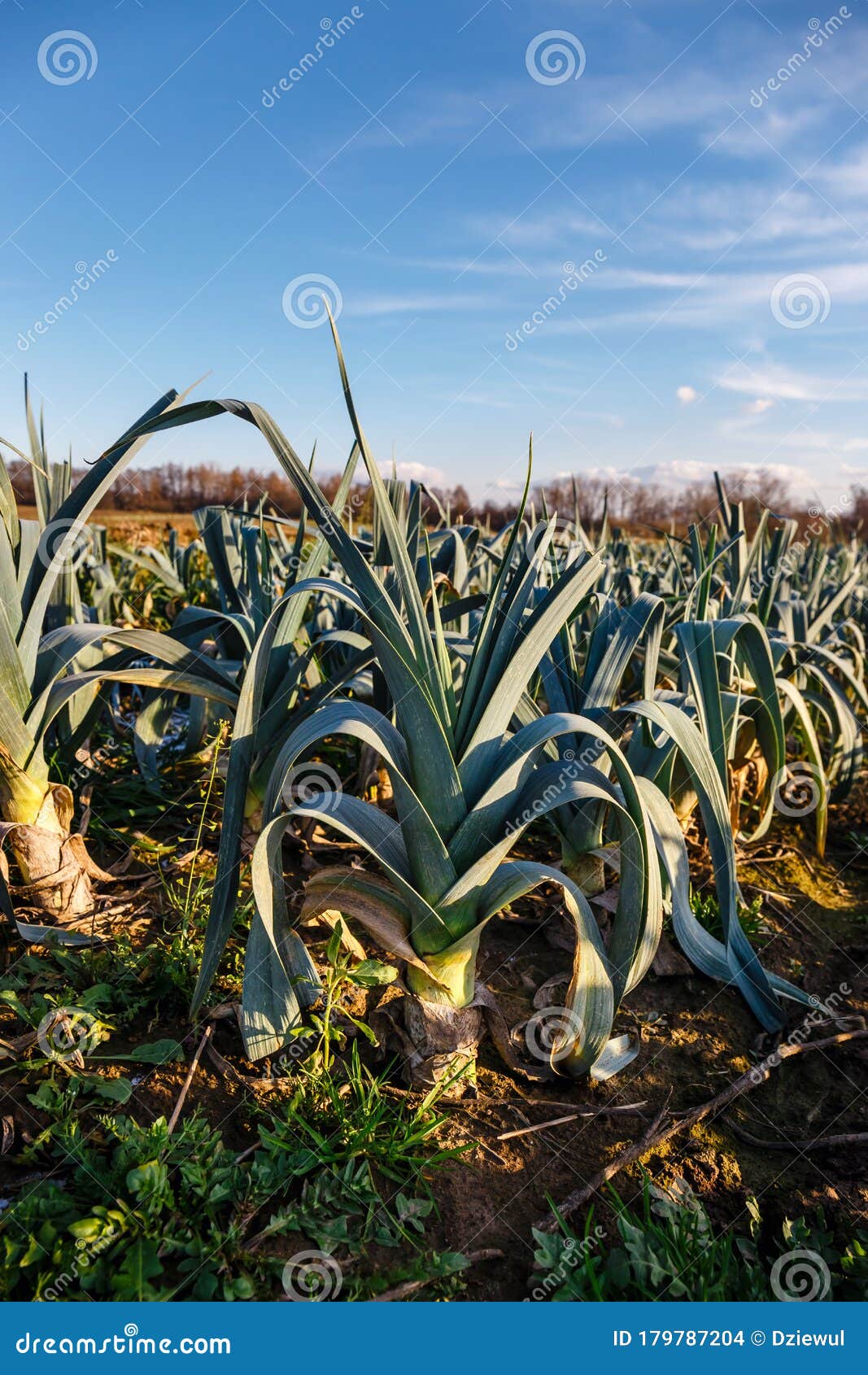 Mature leeks in the field stock photo. Image of grow - 179787204