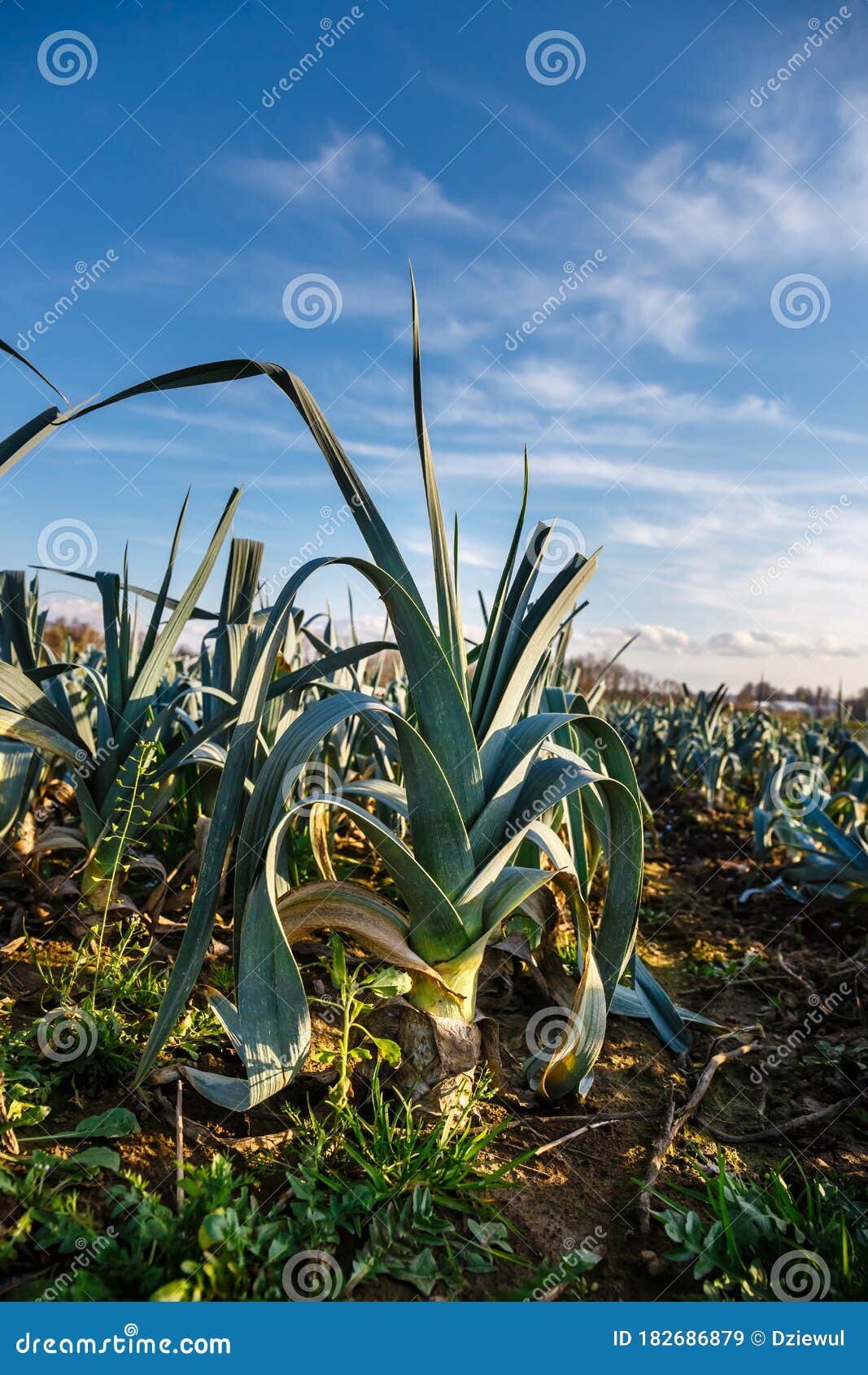 Mature Leeks in the Field Ready for Harvesting Stock Image - Image of ...