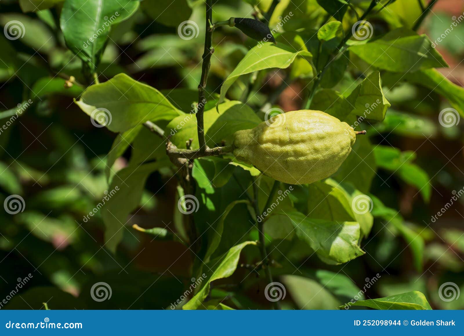 Nature Lemon on Branch Ready for Harvesting Stock Photo - Image of leaf ...