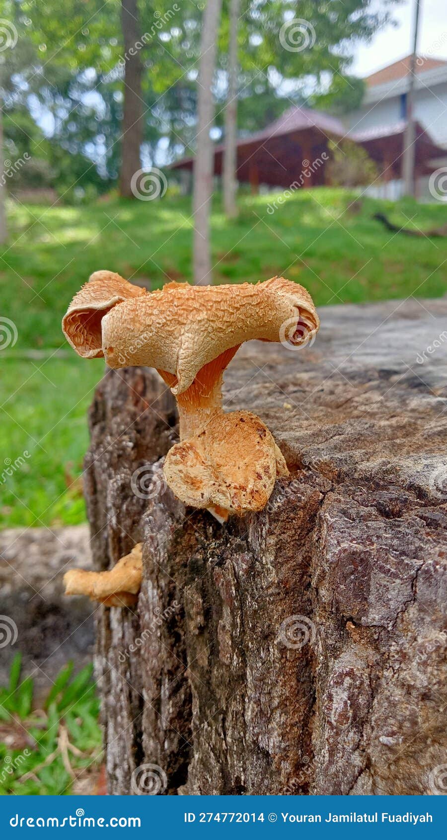Mature Lentinus that Evolved on a Piece of Wood Stock Photo - Image of ...