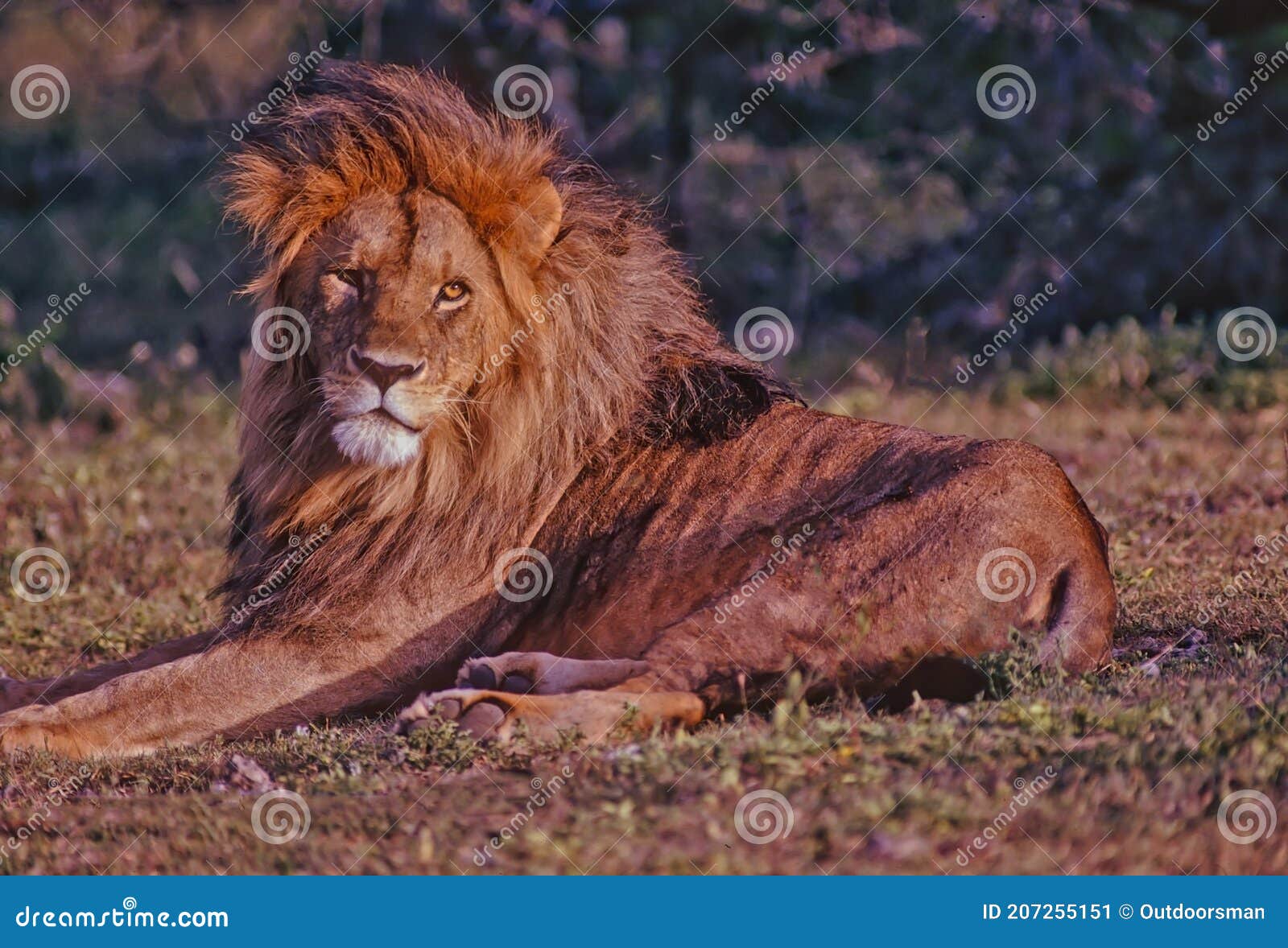 Mature Lion Lying in Sunshine Stock Image - Image of wild, subshine ...