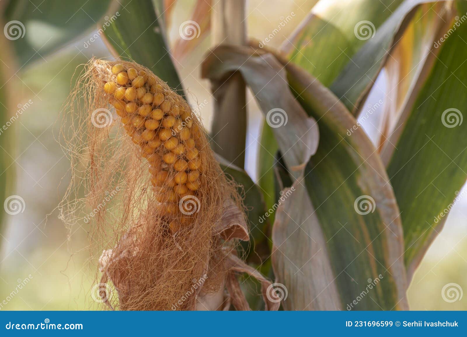 Mature Maize Ear on a Stalk. Stock Image - Image of healthy, corn ...