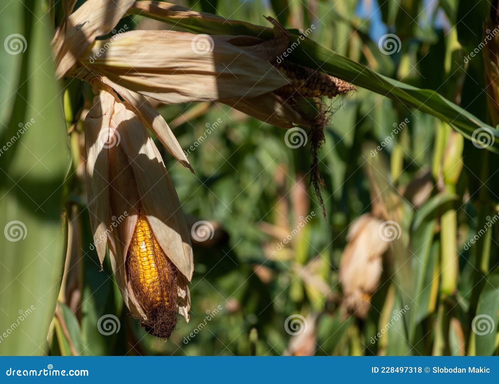 Mature Maize Ear on Stalk with Silk in Row of Maize Plants, Corn in ...