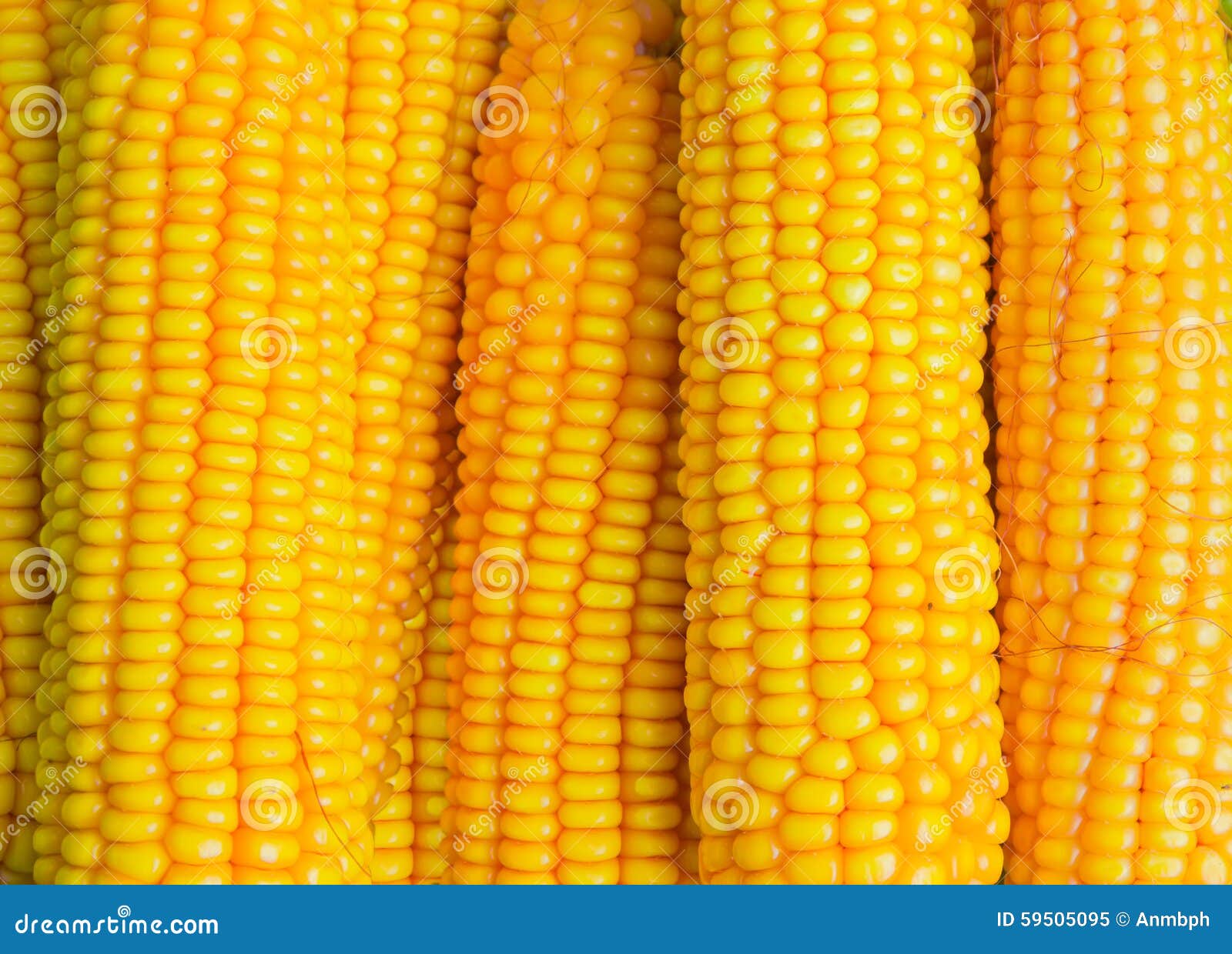 Mature maize ears closeup stock image. Image of natural - 59505095