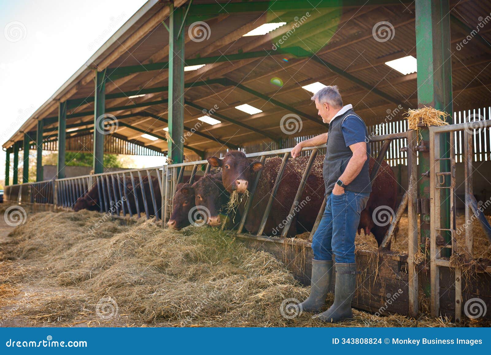 Mature Male Farm Worker Checking on Cattle in Barn at Feeding Time ...