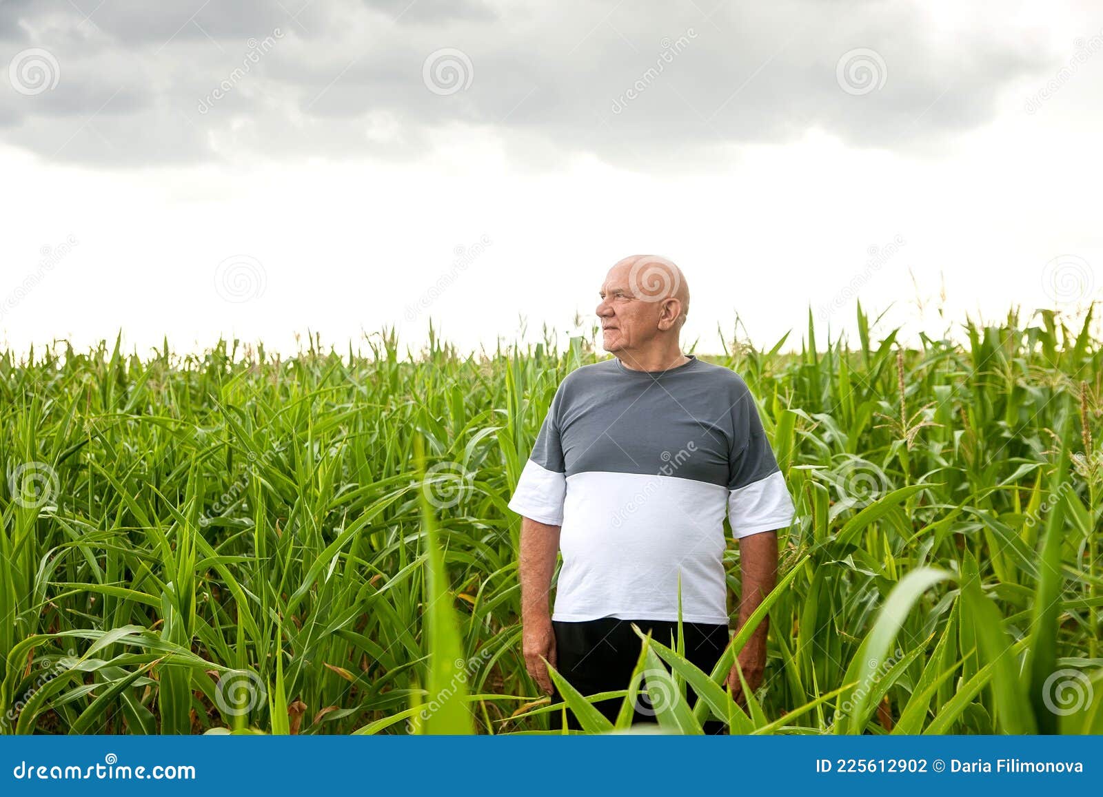Mature Male Farmer Inspecting Corn Field Stock Photo - Image of adult ...