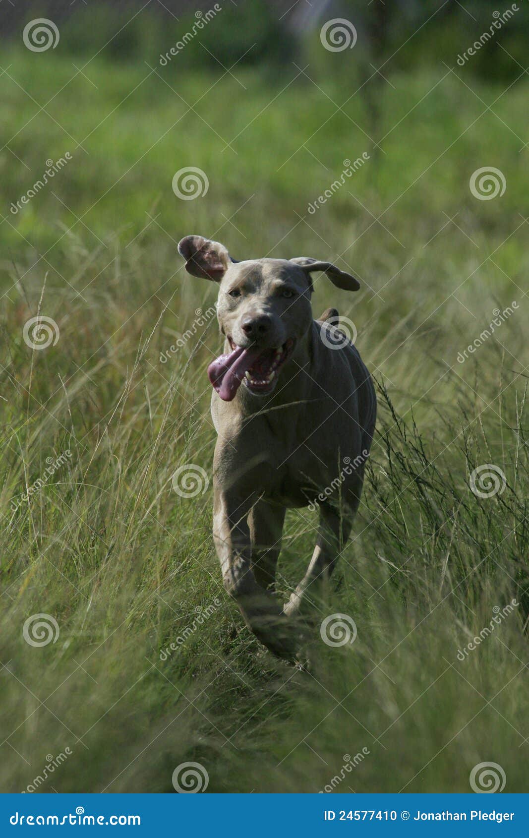A Mature Male Weimeraner Dog Running Stock Photo - Image of animals ...