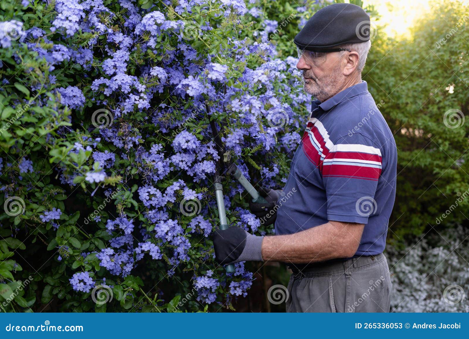 Mature Man Using Hedge Shears for Pruning Bush with Flowers at the Back ...