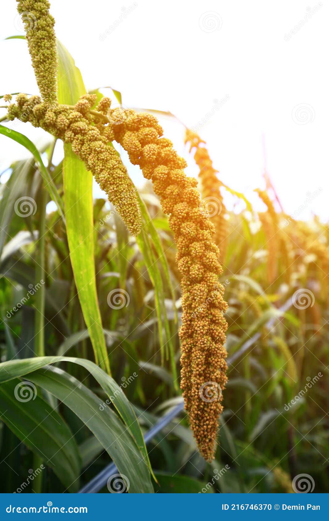 Mature Millet in the Farmland Stock Photo - Image of natural, kernel ...