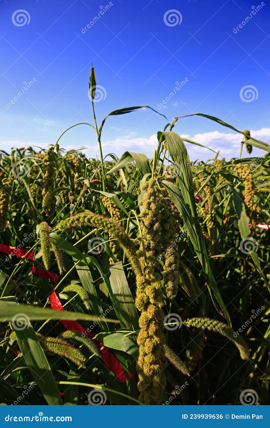 Mature Millet in the Farmland Stock Photo - Image of kernel, natural ...