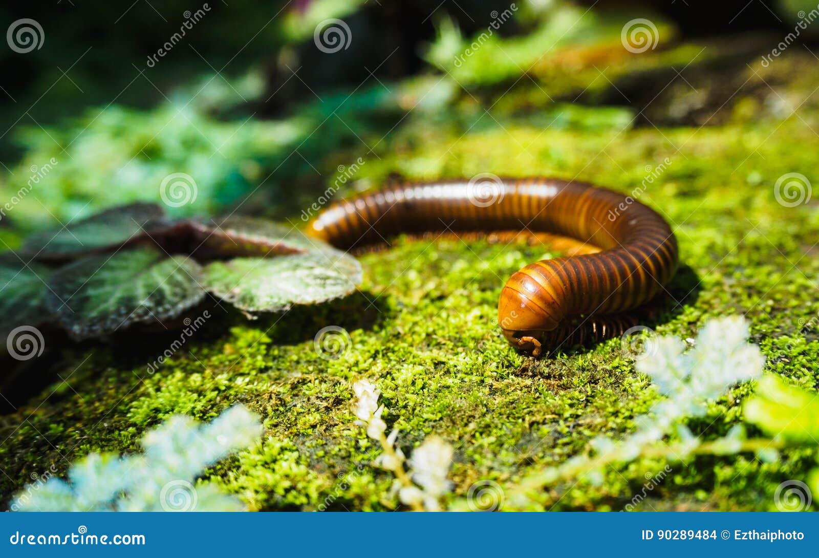 Mature Millipede on Green Moss Stock Photo - Image of garden, giant ...
