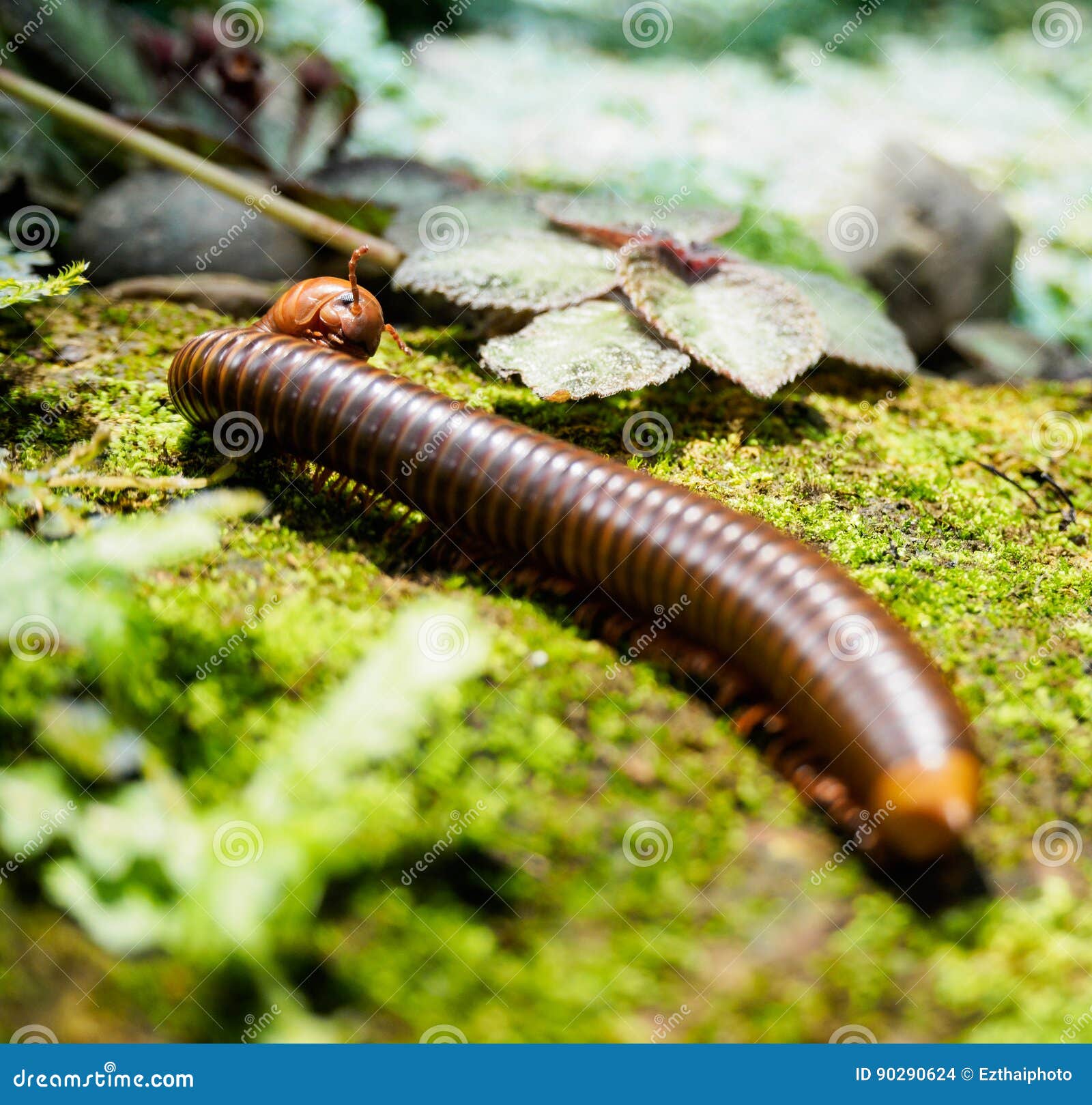 Mature Millipede on Green Moss Stock Photo - Image of arthropod ...