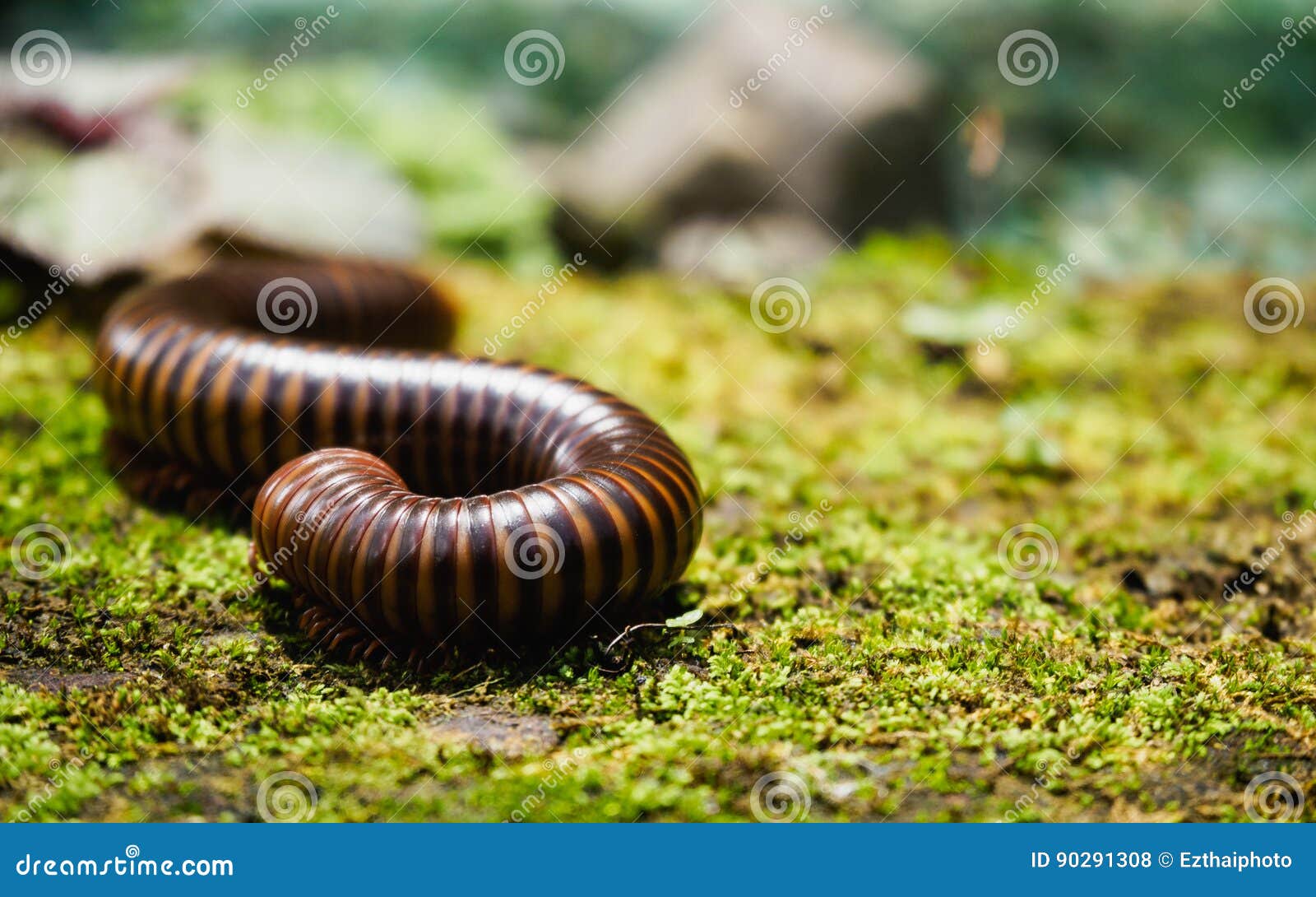 Mature Millipede on Green Moss Stock Photo - Image of asian, crawl ...