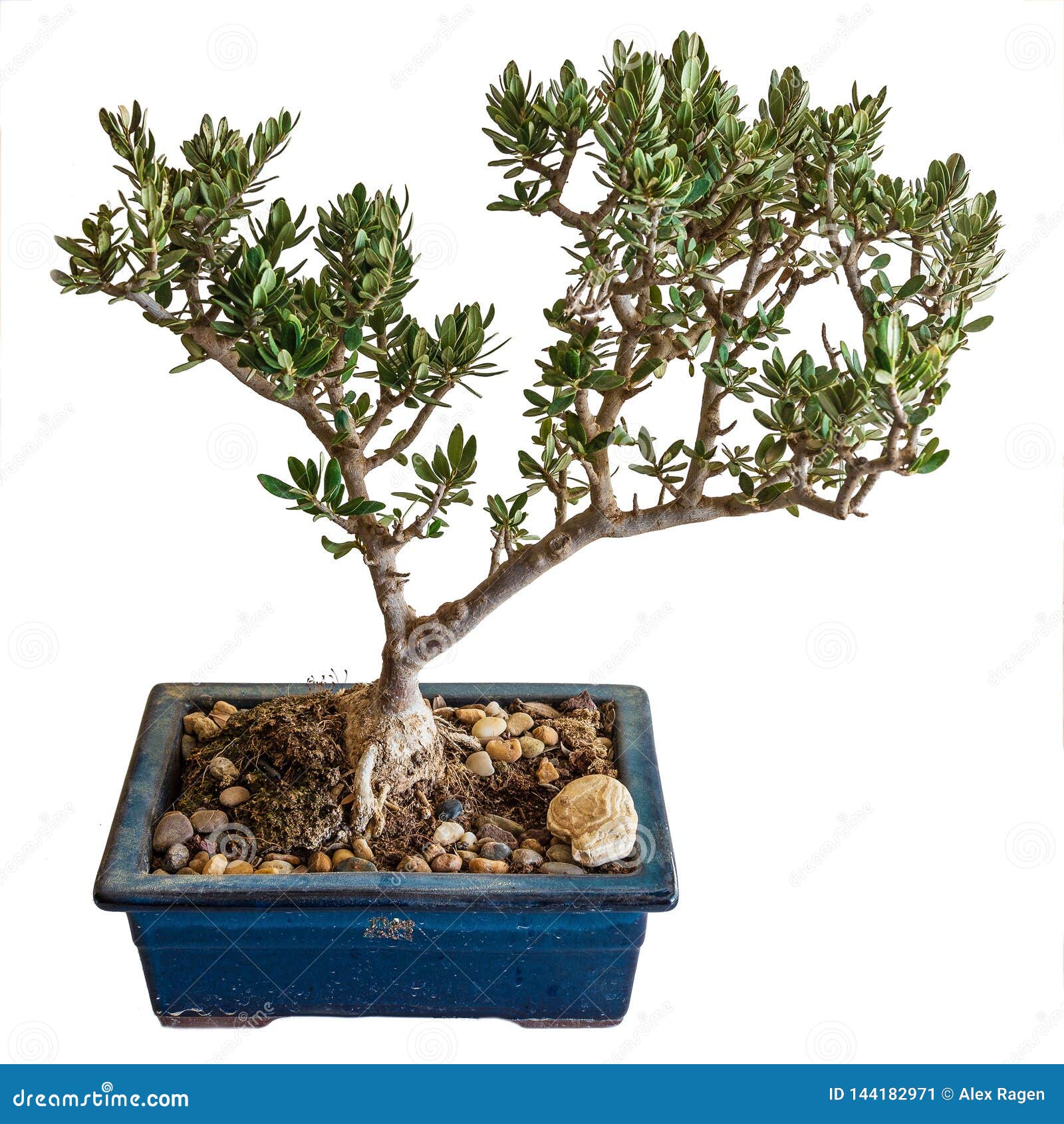 A Mature Miniature Olive Tree, an Example of Bonsai Stock Image - Image ...