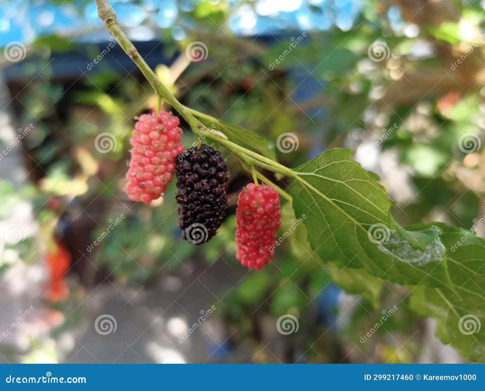 Mature Mulberry Fruit on the Tree Stock Photo - Image of mature, fruit ...