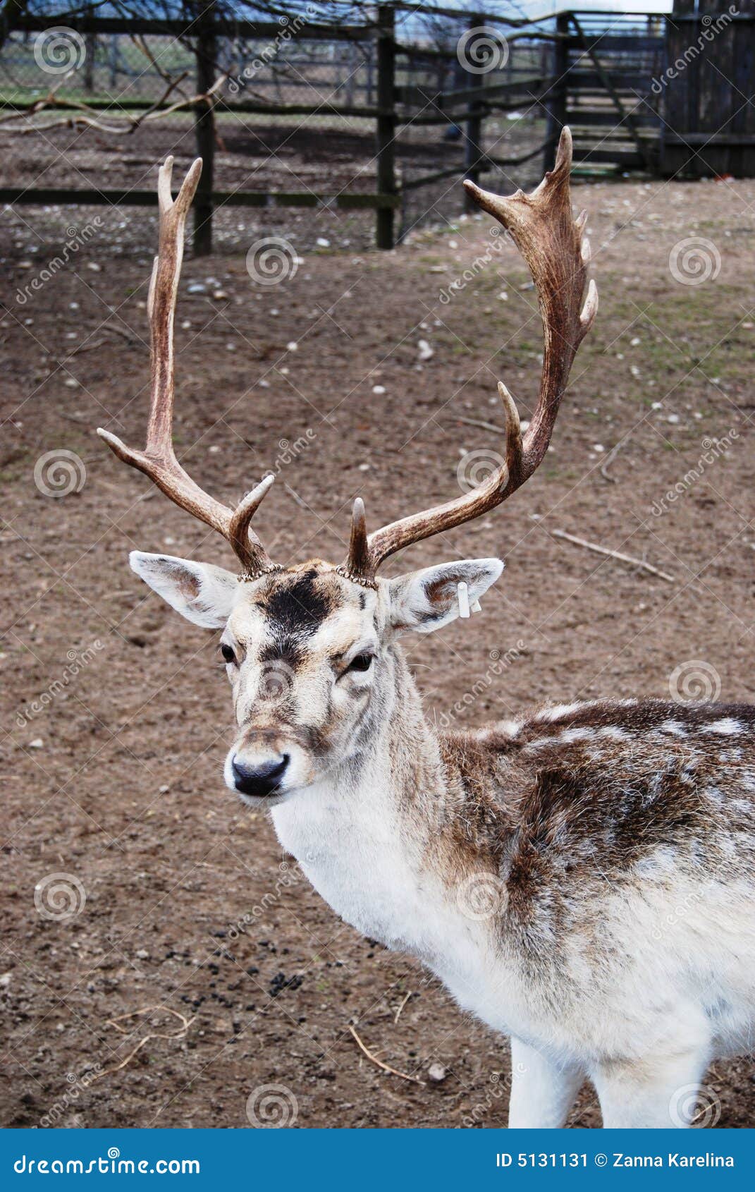 Mature north deer portrait stock image. Image of valley - 5131131