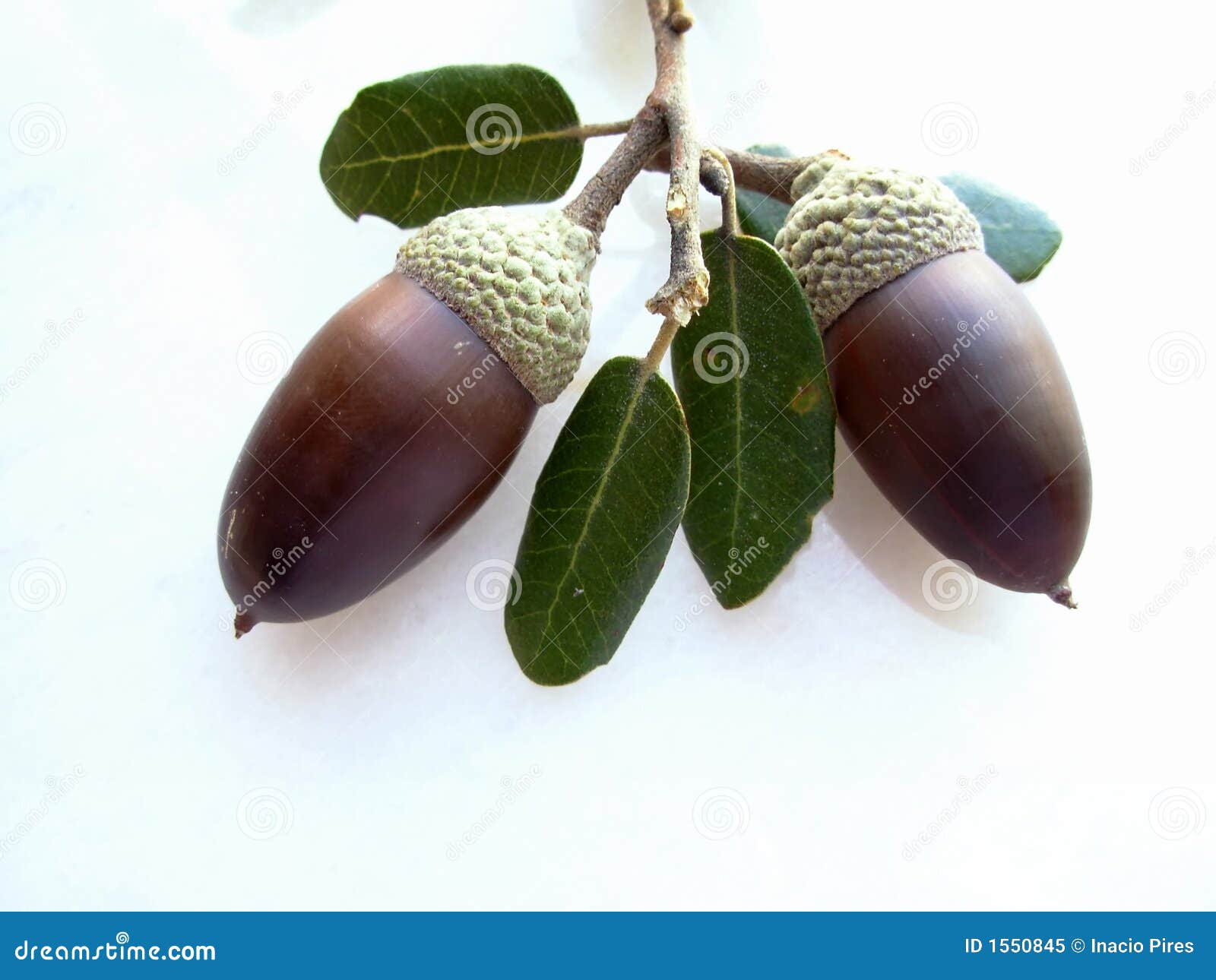 Mature oak acorn stock image. Image of nature, fruit, tree - 1550845