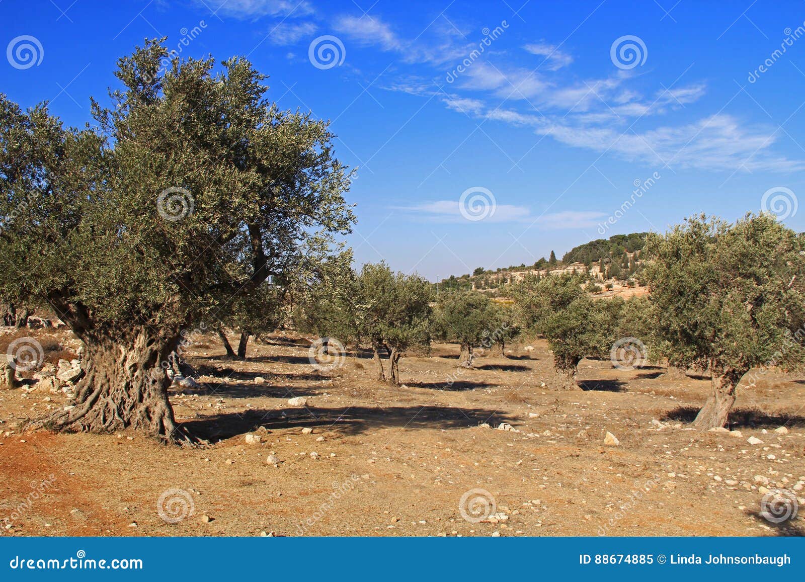 Mature Olive Trees Near Jerusalem, Israel Stock Image - Image of east ...