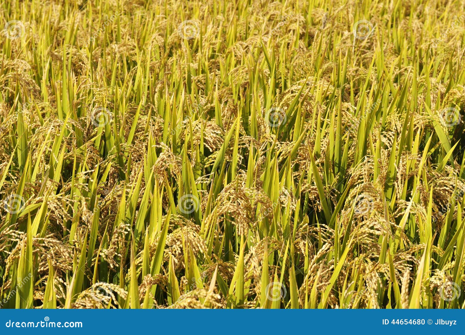 Mature paddy stock illustration. Illustration of fields - 44654680