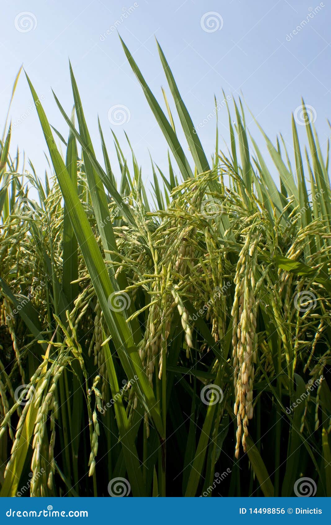 Mature Paddy Rice in Green Field Stock Photo - Image of fresh, field ...