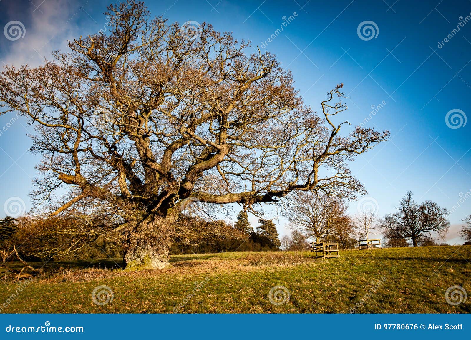 Mature parkland tree stock photo. Image of blue, landscape - 97780676