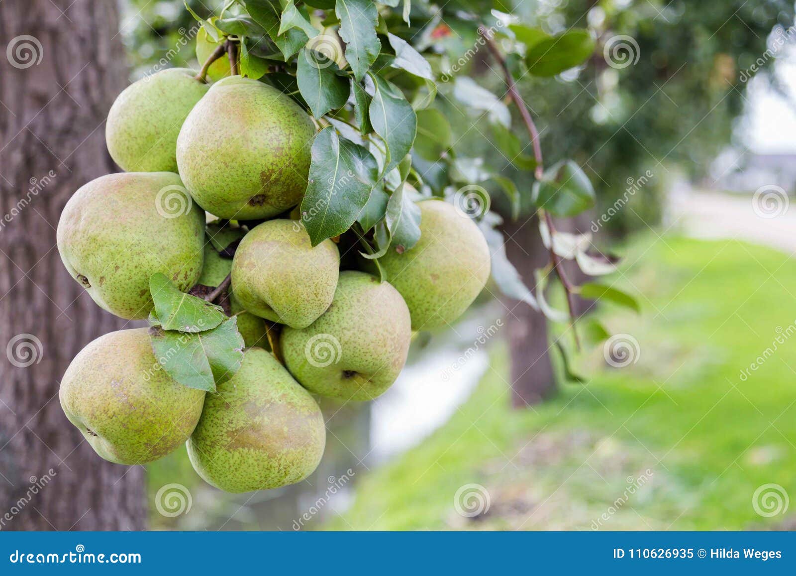 Mature Pears Hanging on a Tree Stock Image - Image of branch, organic ...