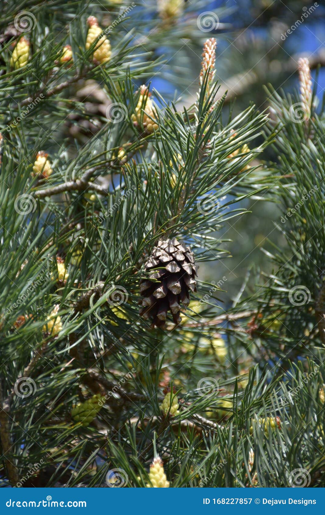 Pinecone Hanging Down from the Branch of a Conifer Tree Stock Image ...