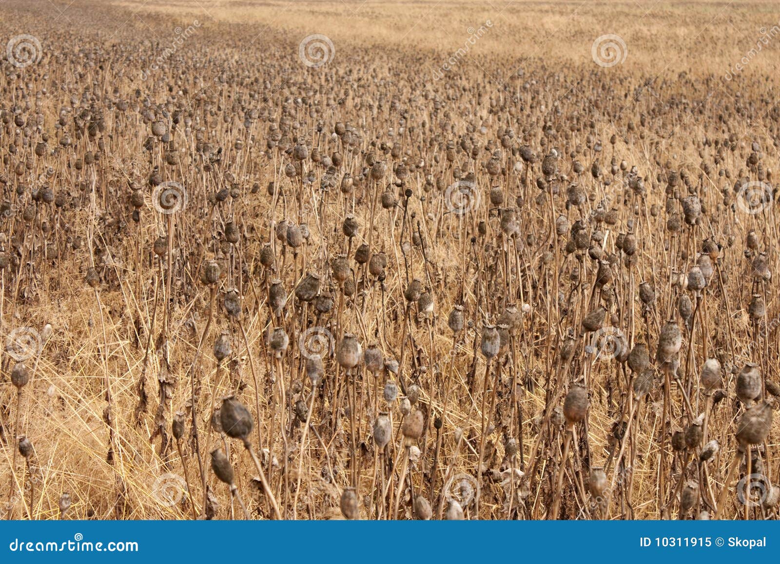 Mature poppy heads stock image. Image of crop, brown - 10311915