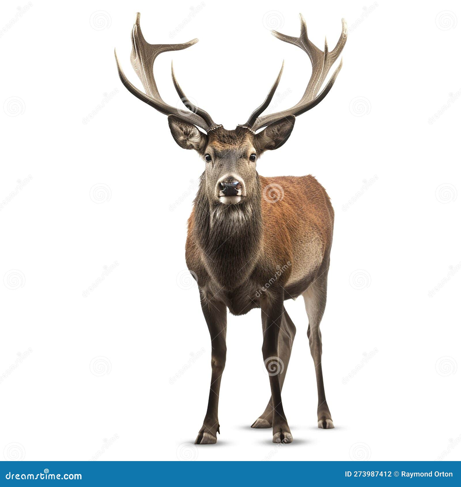Mature Red Deer Stag Isolated on White Stock Photo - Image of front ...