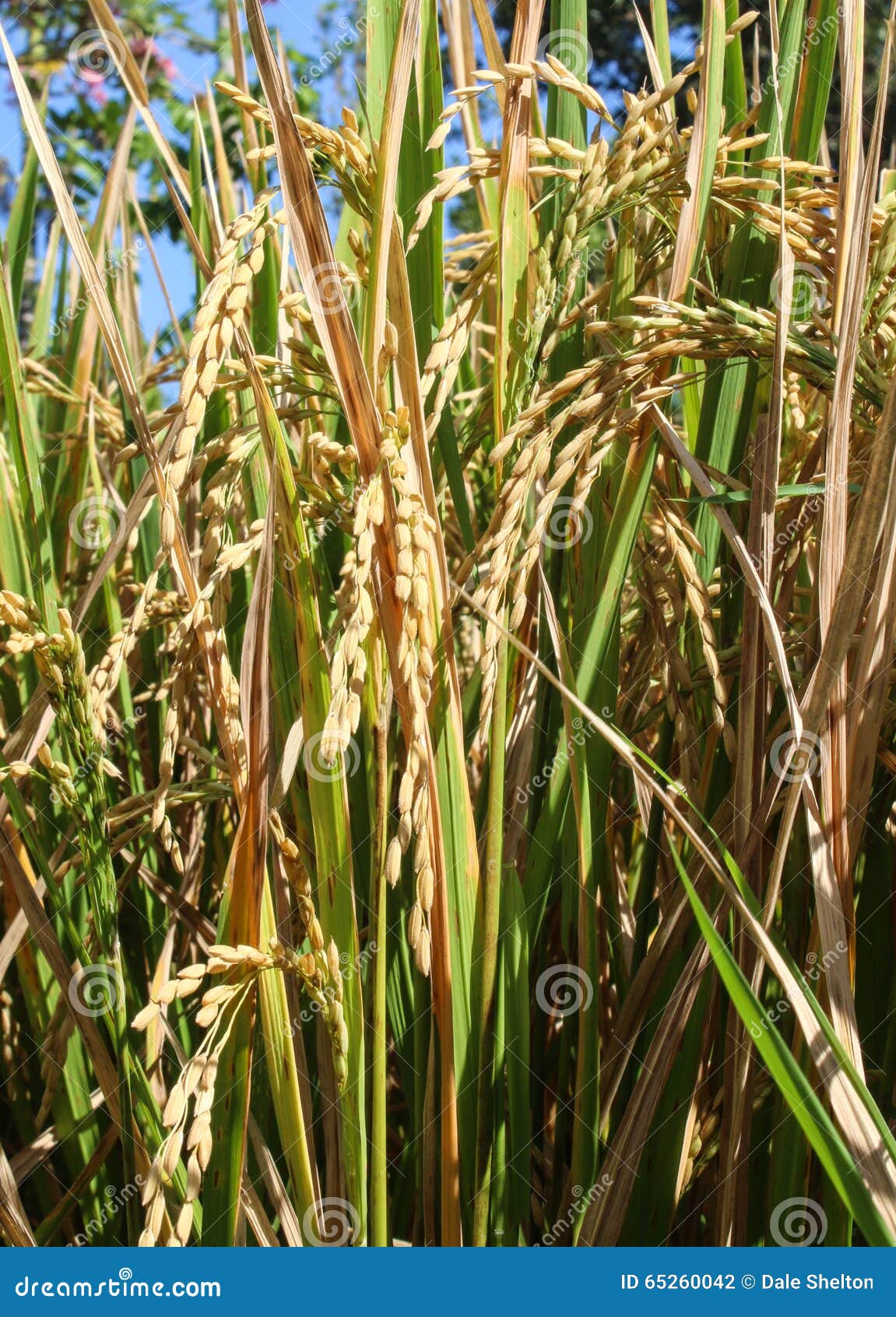 Mature Rice Crop Ready for Harvest Stock Photo - Image of nature ...