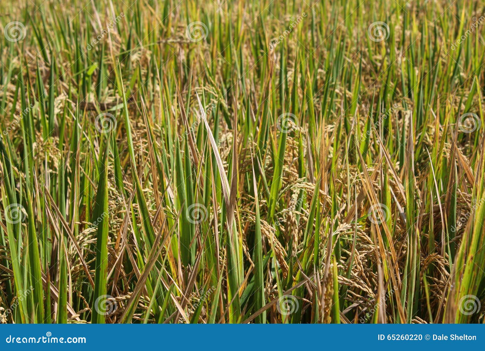 Mature Rice Crop Ready for Harvest Stock Photo - Image of countryside ...