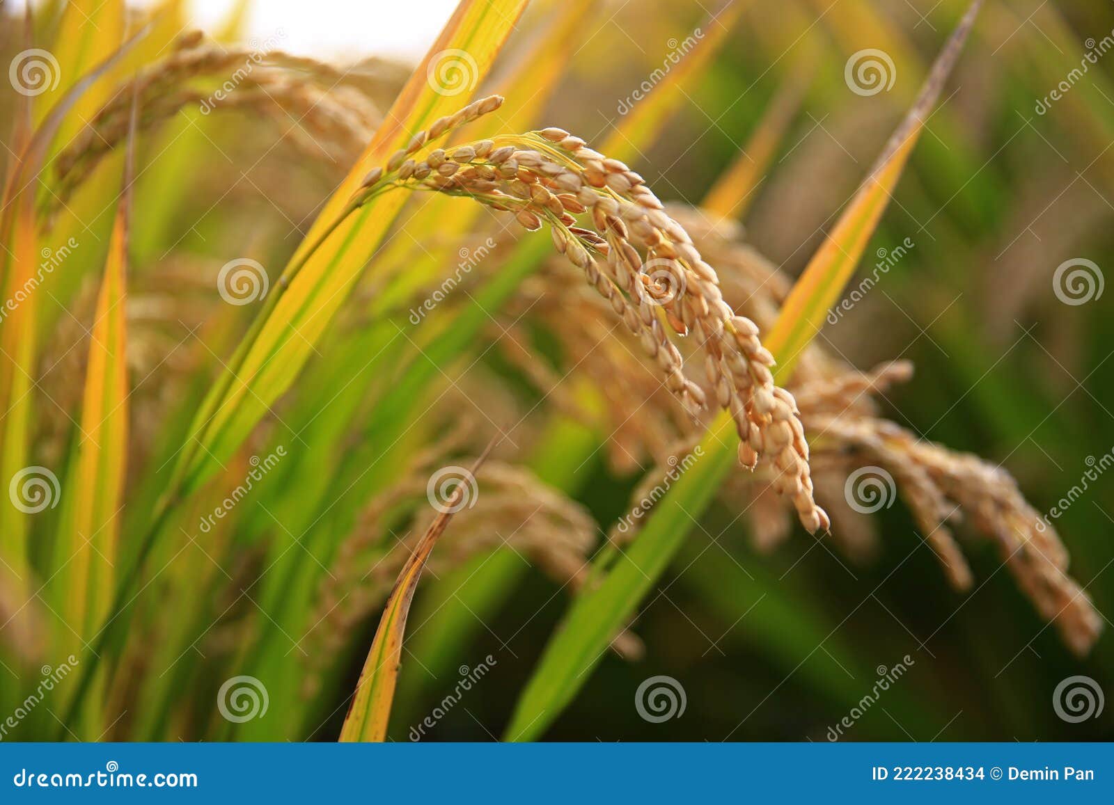 Mature Rice Farm in the Country Stock Photo - Image of outside, color ...